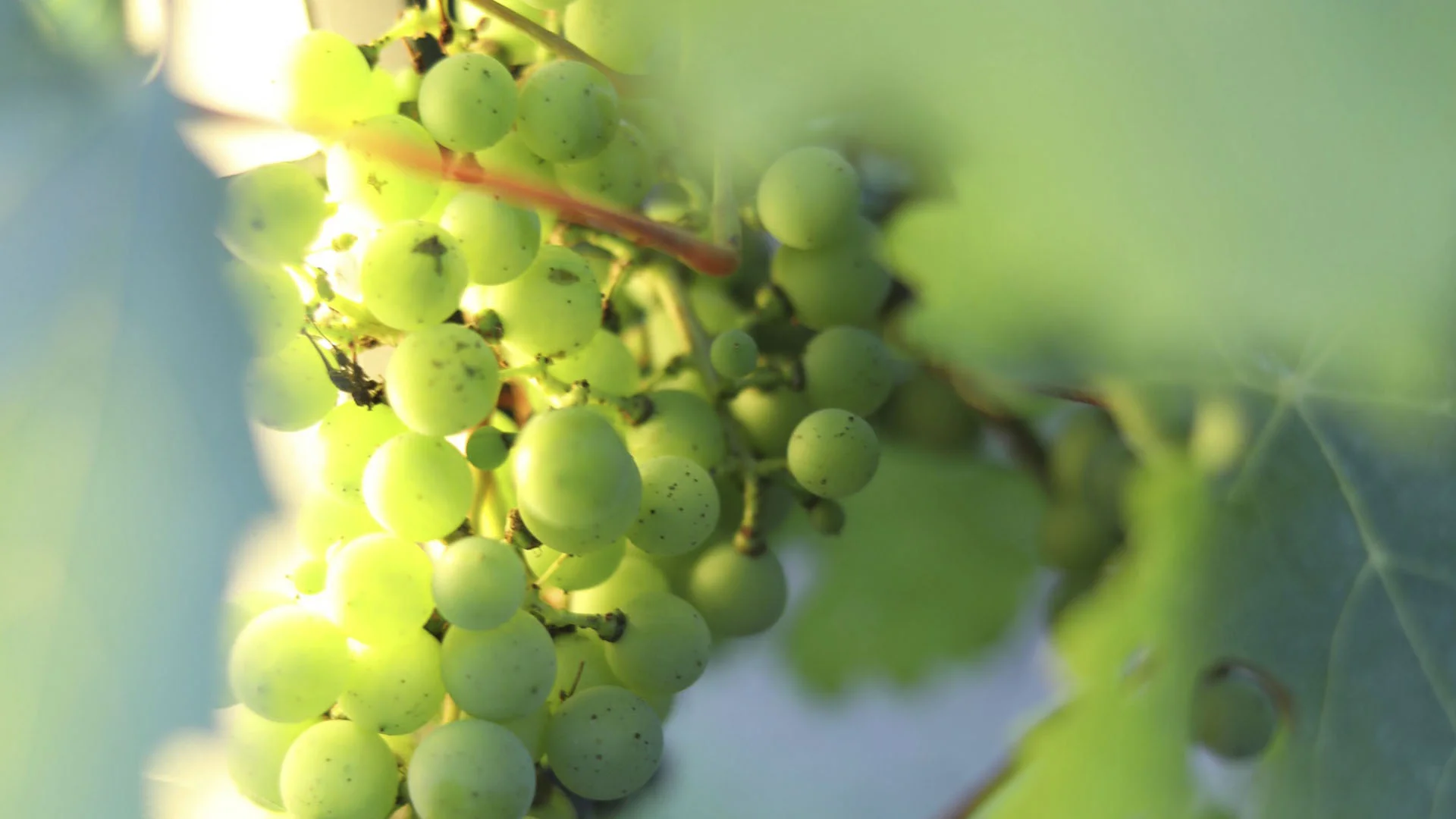 Nebbiolo: In-Depth Grape Varietal Profile Nebbiolo: In-Depth Grape Varietal Profile